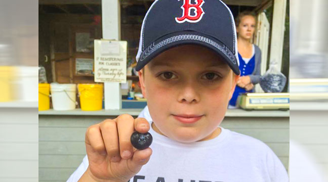 Blueberry Picking NH | Berrybogg Farm | Pick Your Own Blueberries