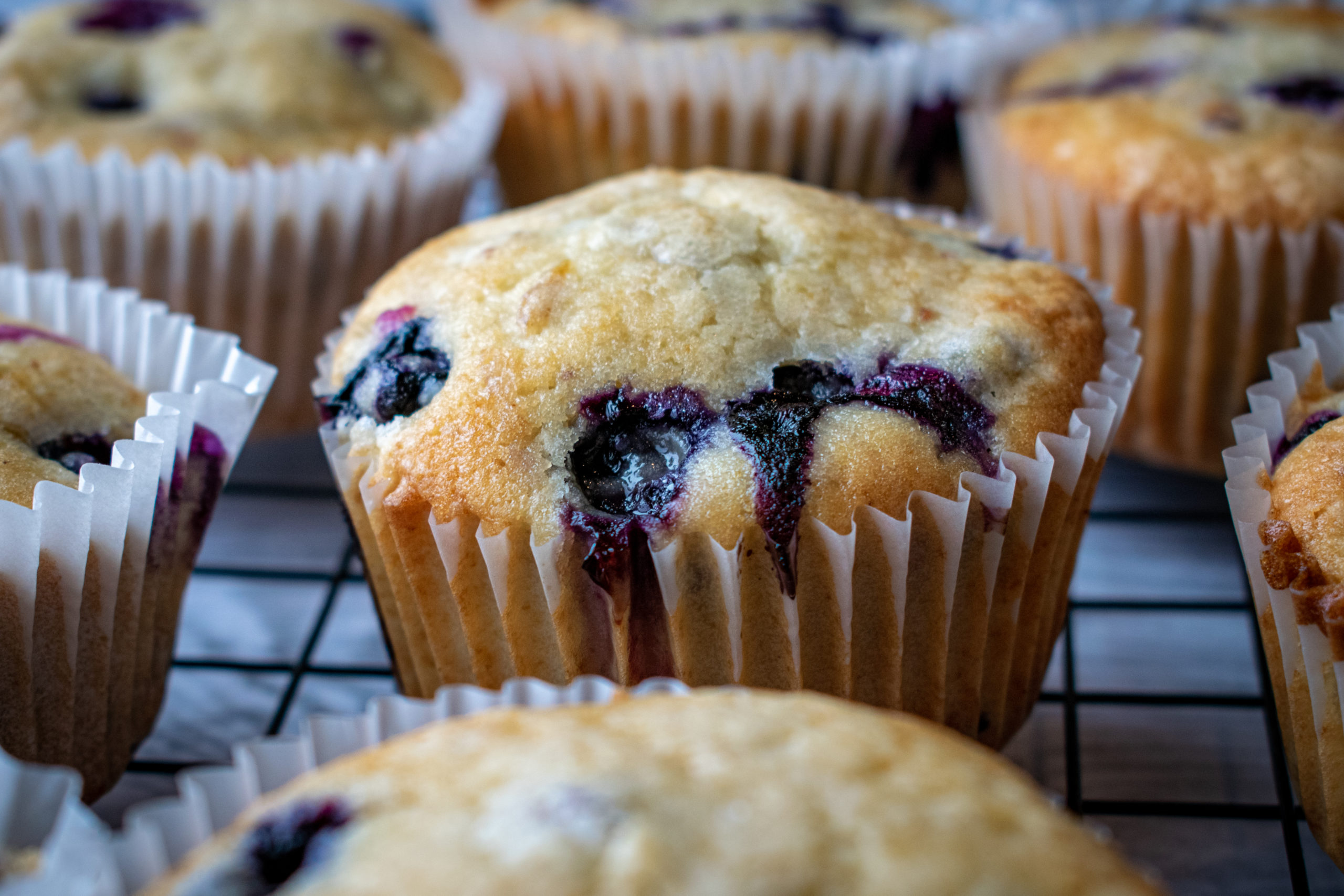 Blueberry Picking NH | Berrybogg Farm | Pick Your Own Blueberries